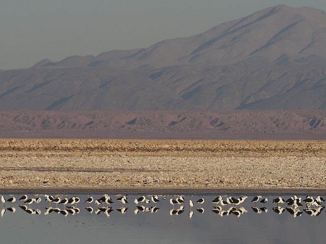 Photos - Andean Avocet - Recurvirostra andina - Birds of the World