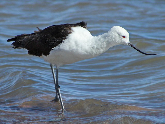 Photos - Andean Avocet - Recurvirostra andina - Birds of the World