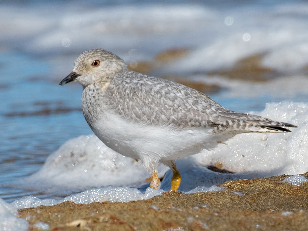Magellanic Plover - eBird
