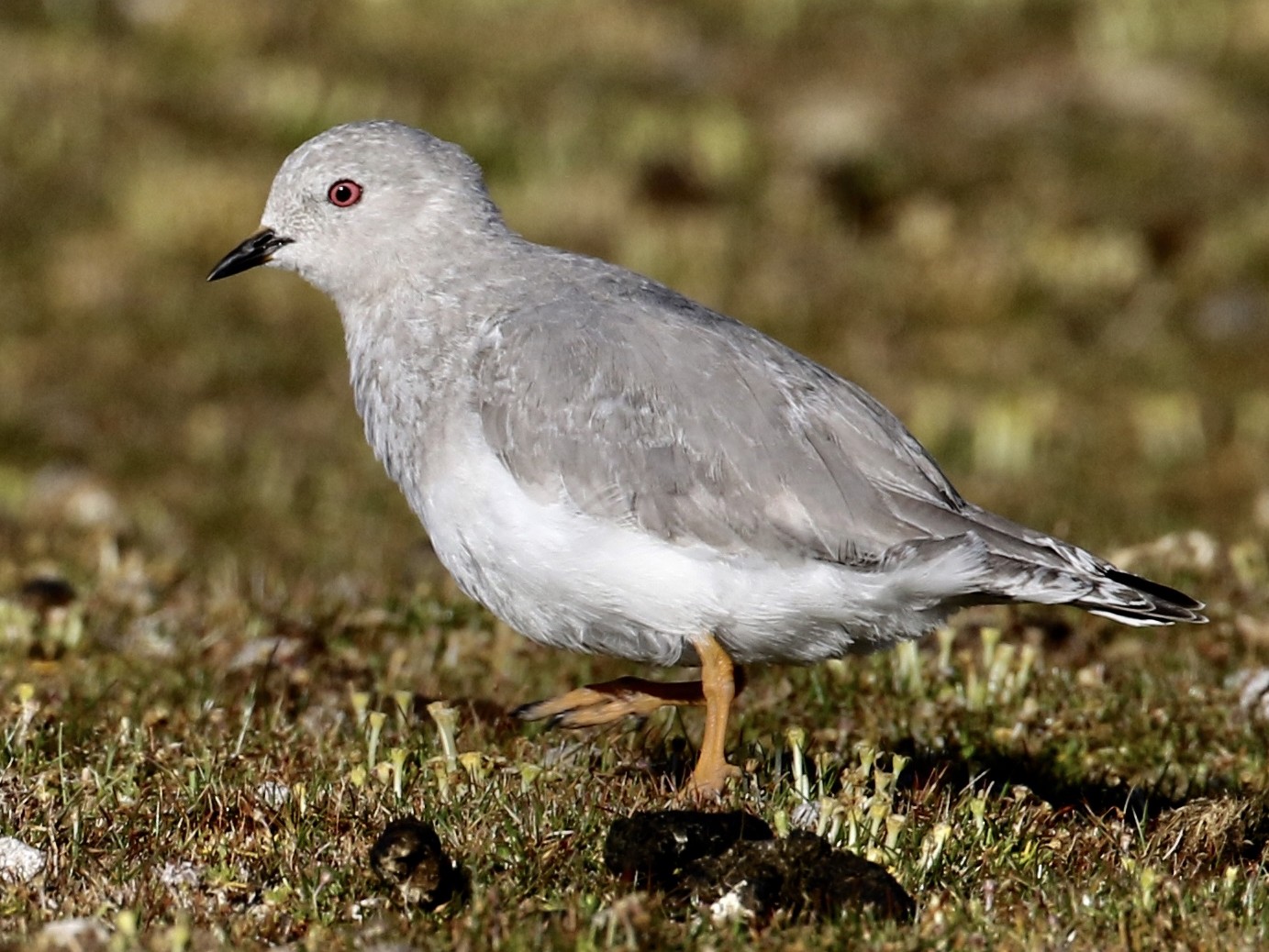 Magellanic Plover - eBird