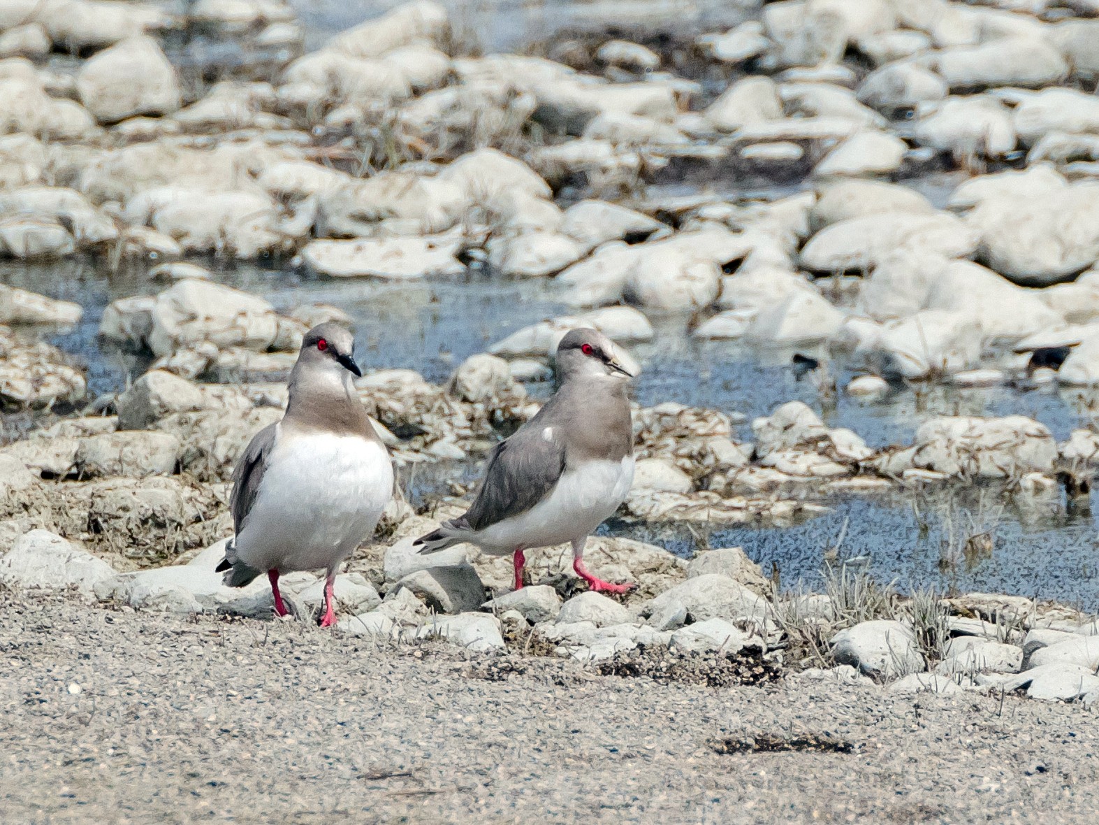 Magellanic Plover - eBird