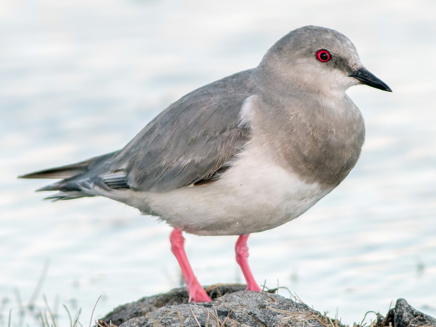 Magellanic Plover - eBird