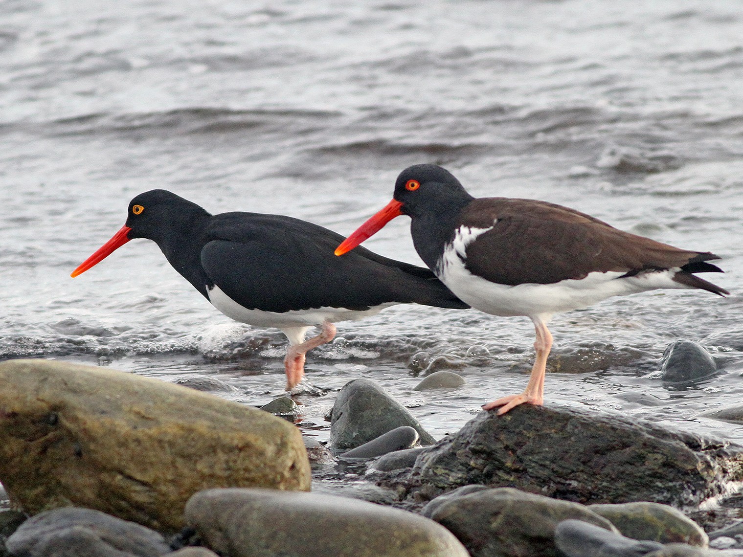 Magellanic Oystercatcher - eBird