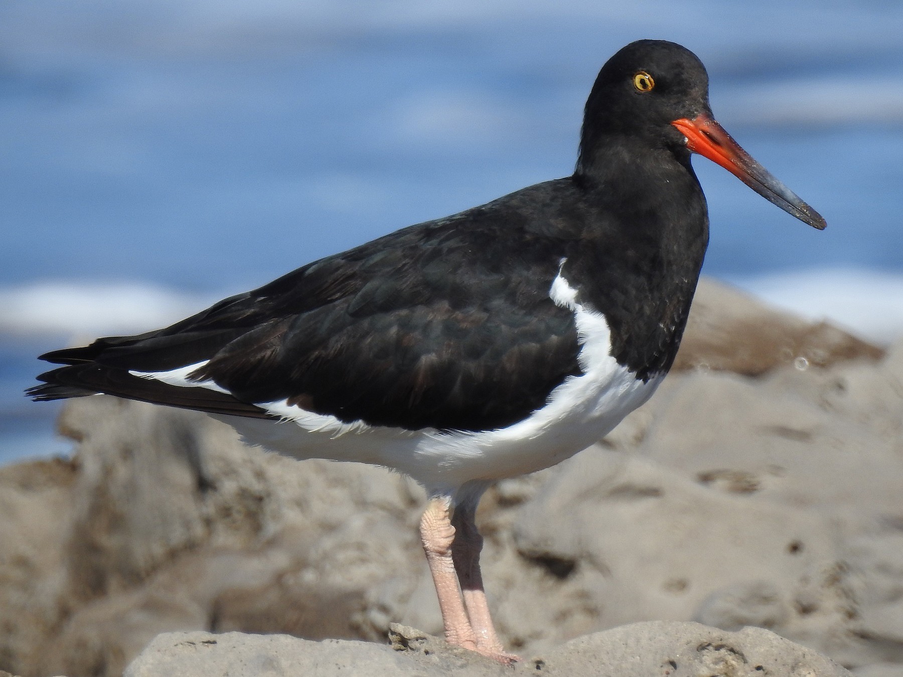 Magellanic Oystercatcher - eBird
