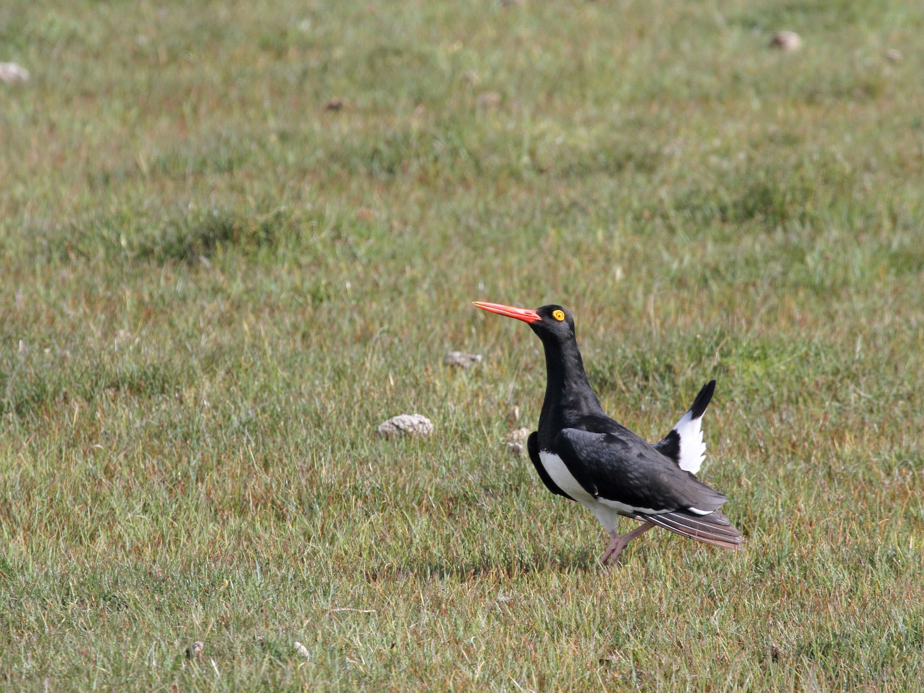 Magellanic Oystercatcher - eBird