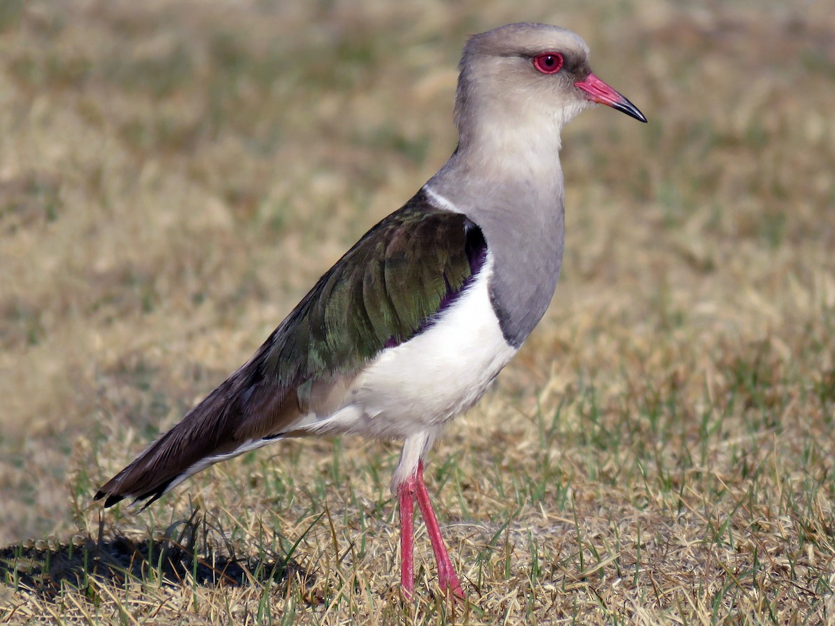 Andean Lapwing - Vanellus resplendens - Birds of the World