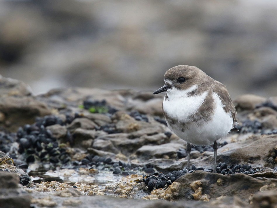 Two-banded Plover - eBird