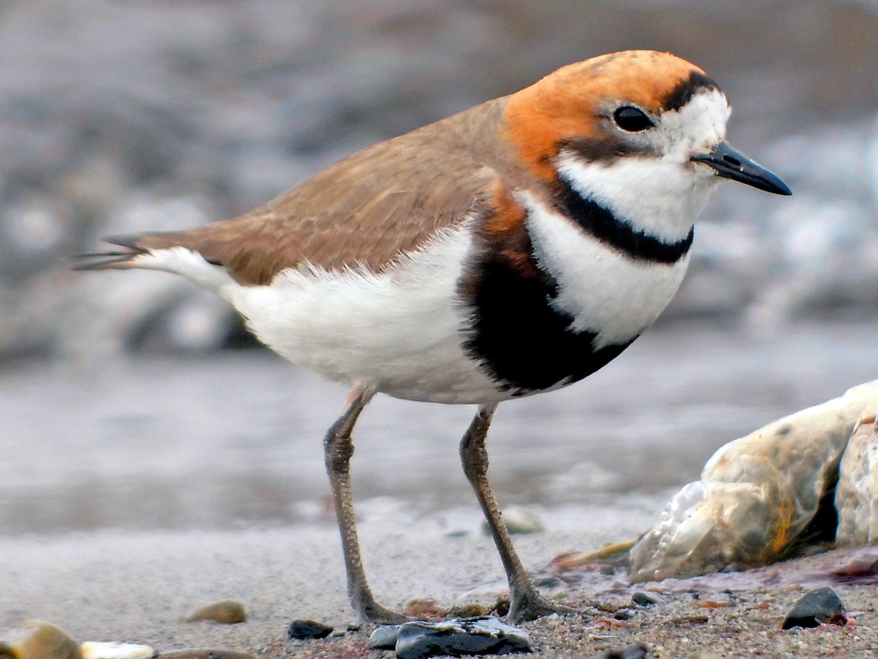 Two-banded Plover - eBird