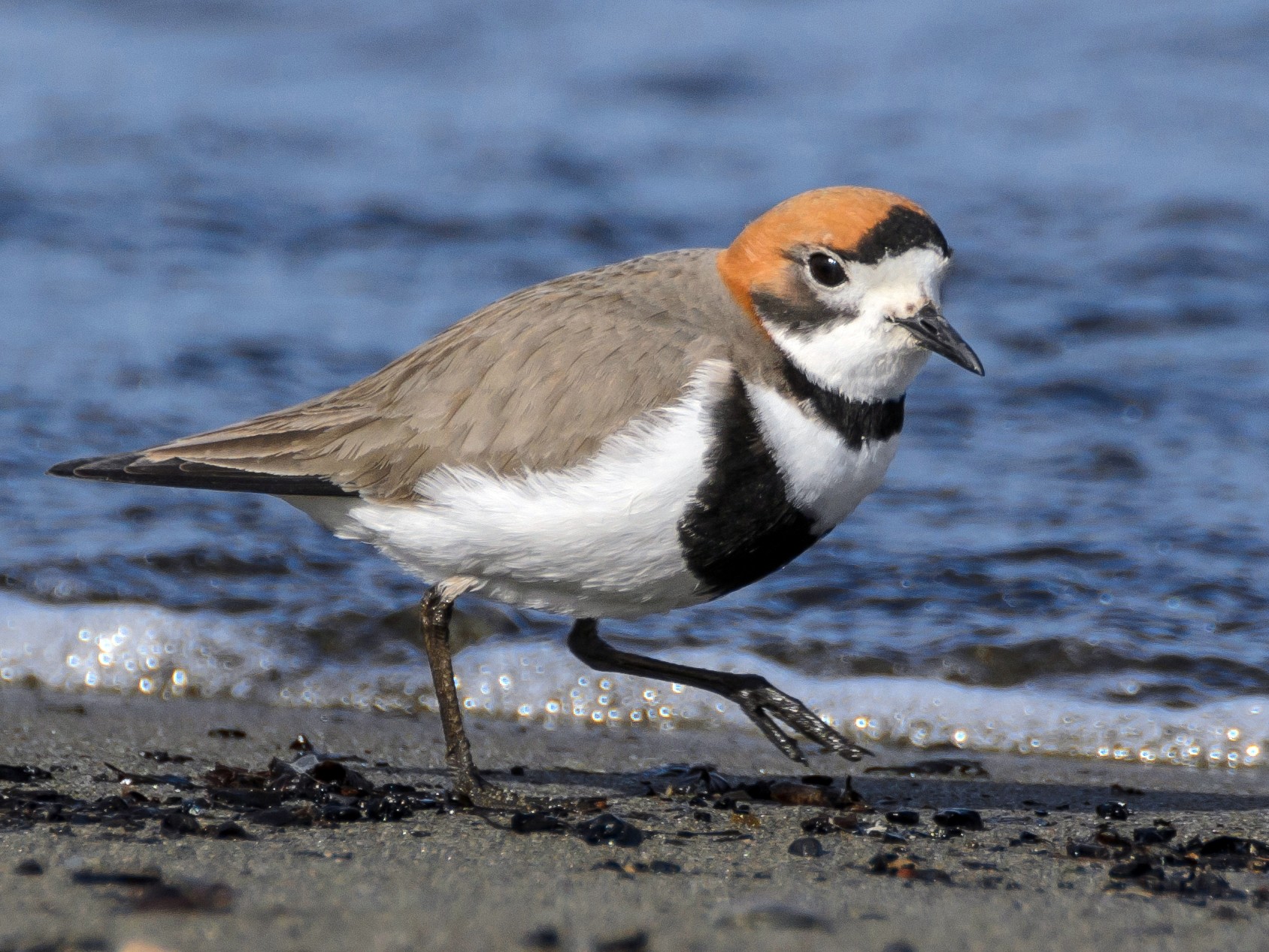 Two-banded Plover - eBird