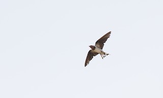 Red-chested Swallow - Hirundo lucida - Birds of the World