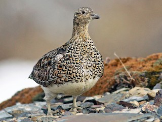Perdicita austral - eBird