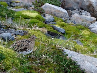 Perdicita austral - eBird