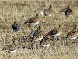 Perdicita austral - eBird