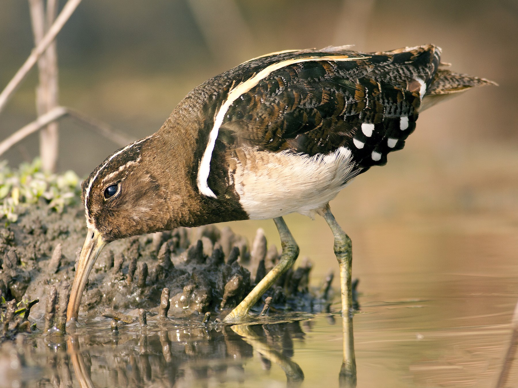 South American Painted-Snipe - eBird