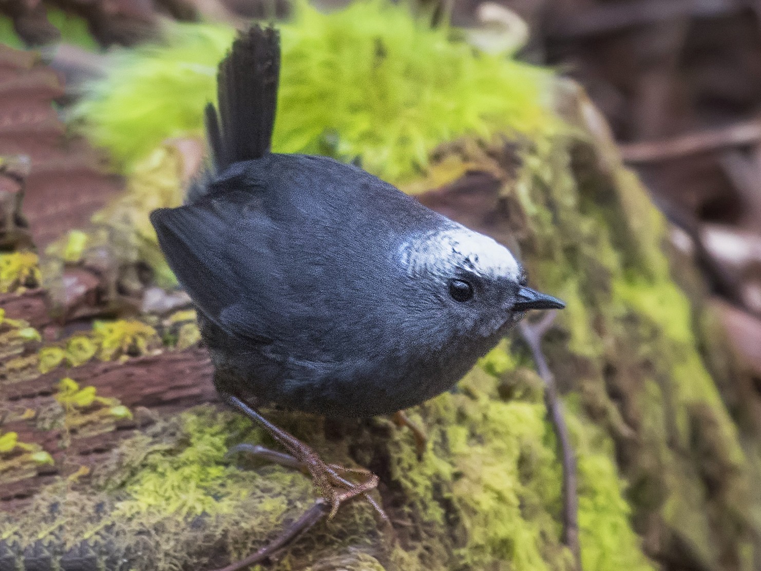 Magellanic Tapaculo - eBird