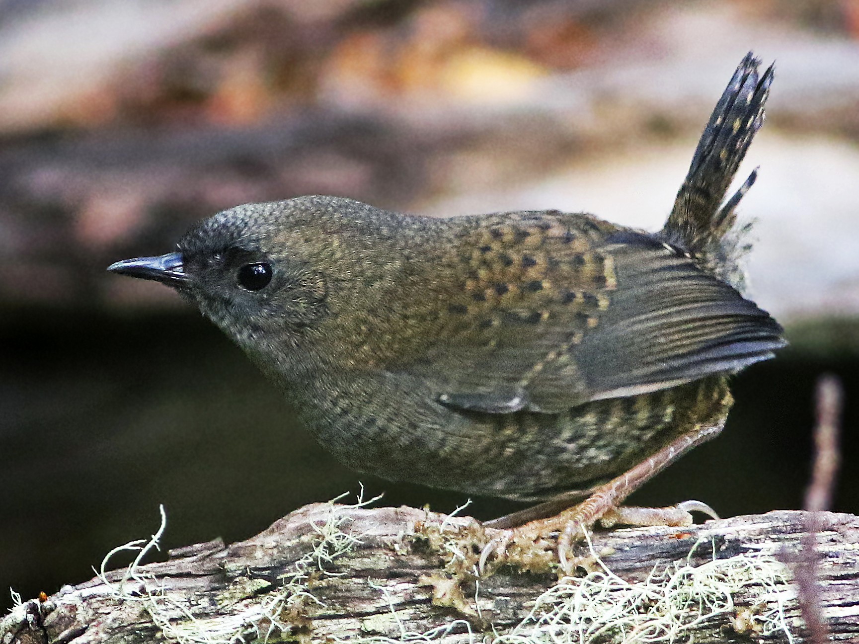 Magellanic Tapaculo - eBird