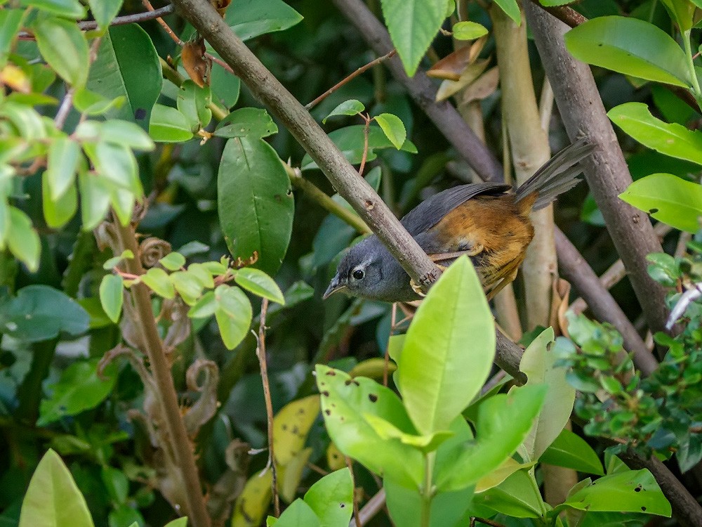Ochre-flanked Tapaculo - eBird