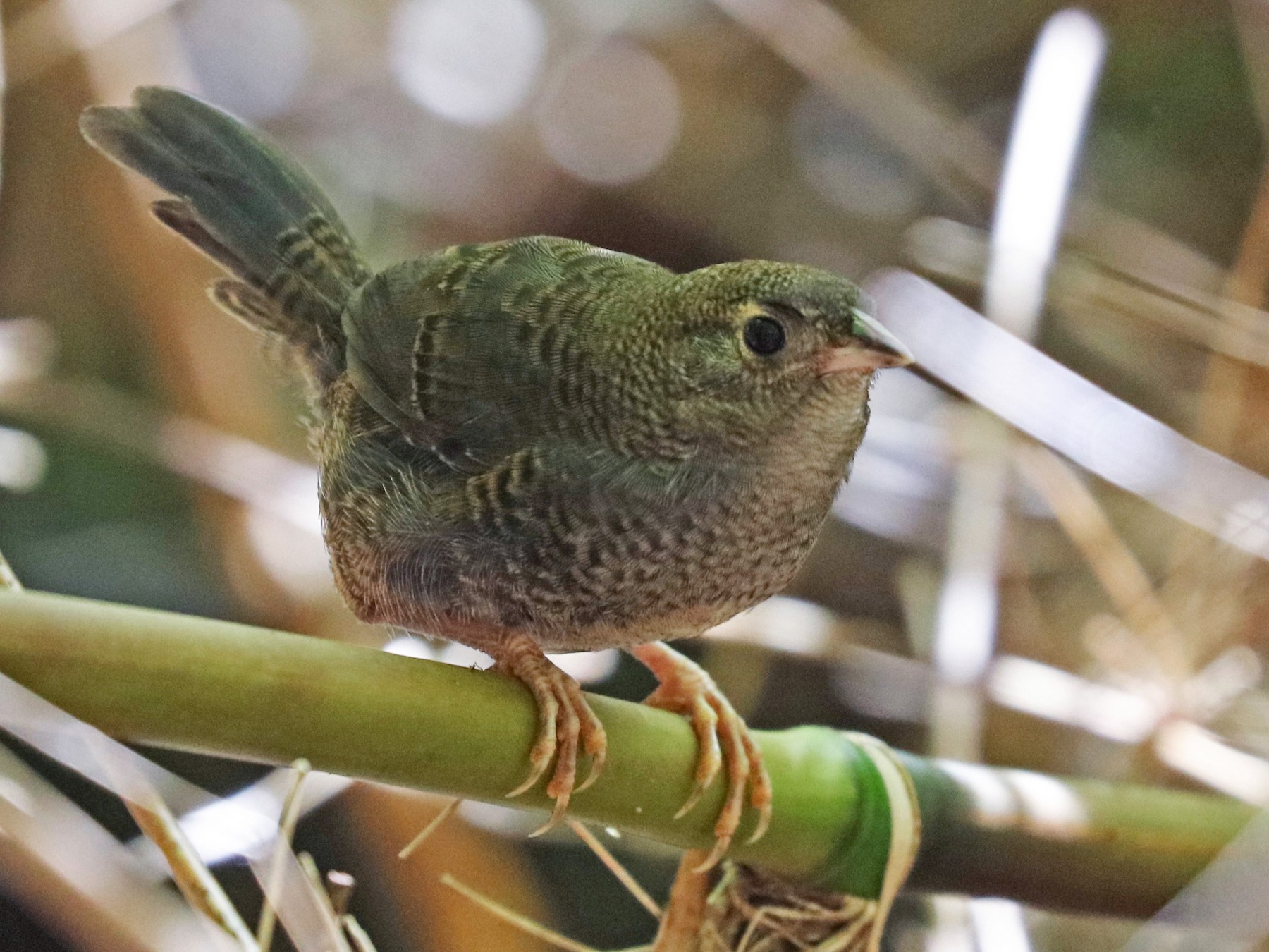 Ochre-flanked Tapaculo - eBird