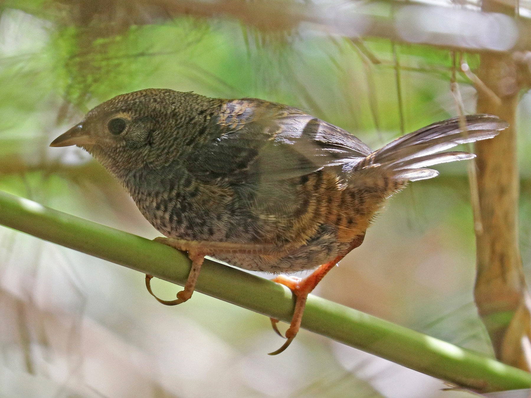 Ochre-flanked Tapaculo - eBird
