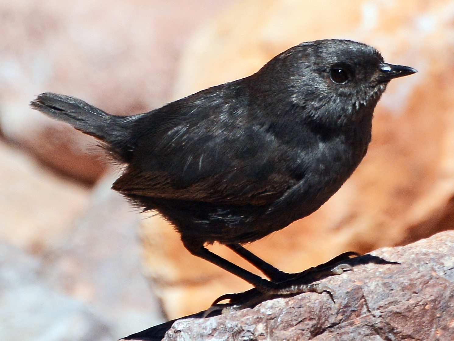 Dusky Tapaculo - eBird