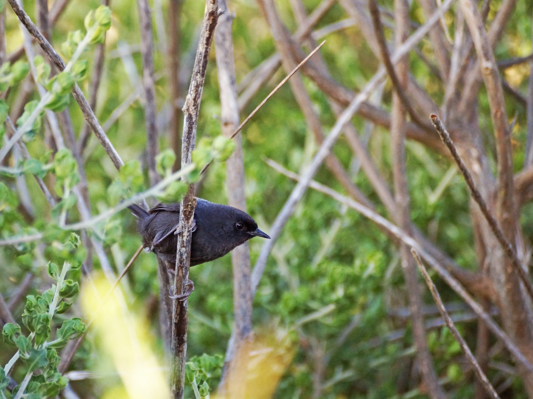 Dusky Tapaculo - eBird