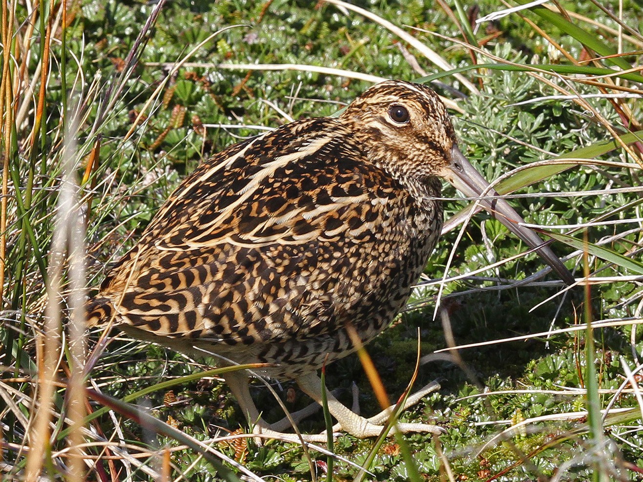 Fuegian Snipe - eBird