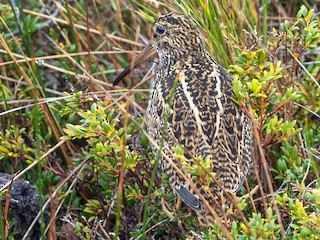 Fuegian Snipe - eBird