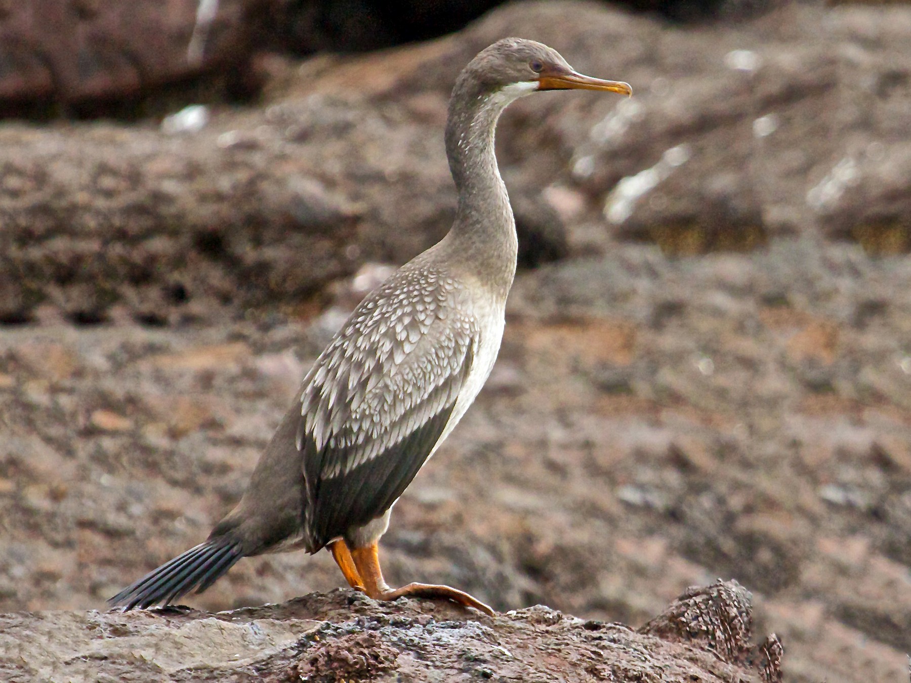 Red-legged Cormorant - eBird