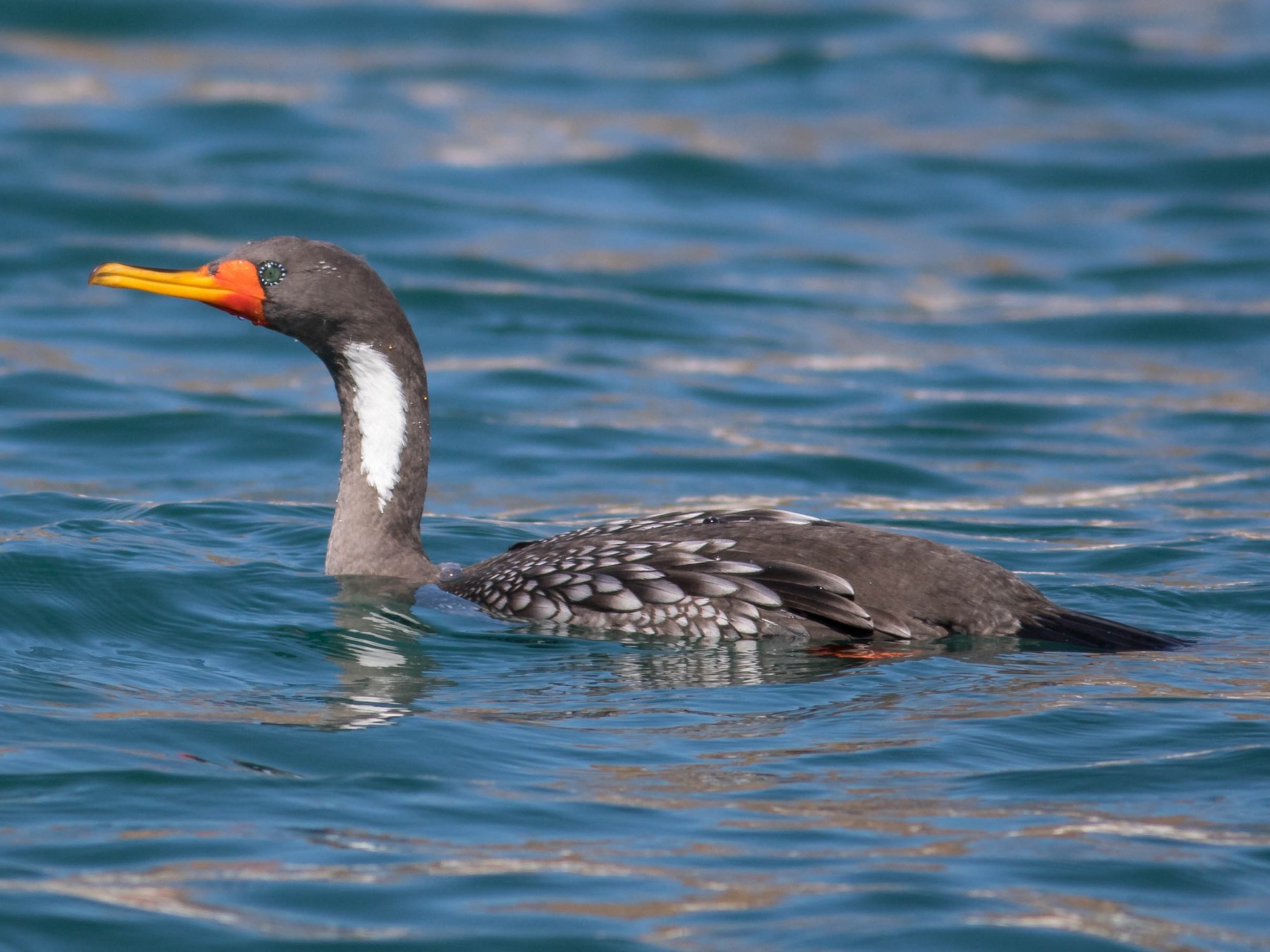 Red-legged Cormorant - eBird