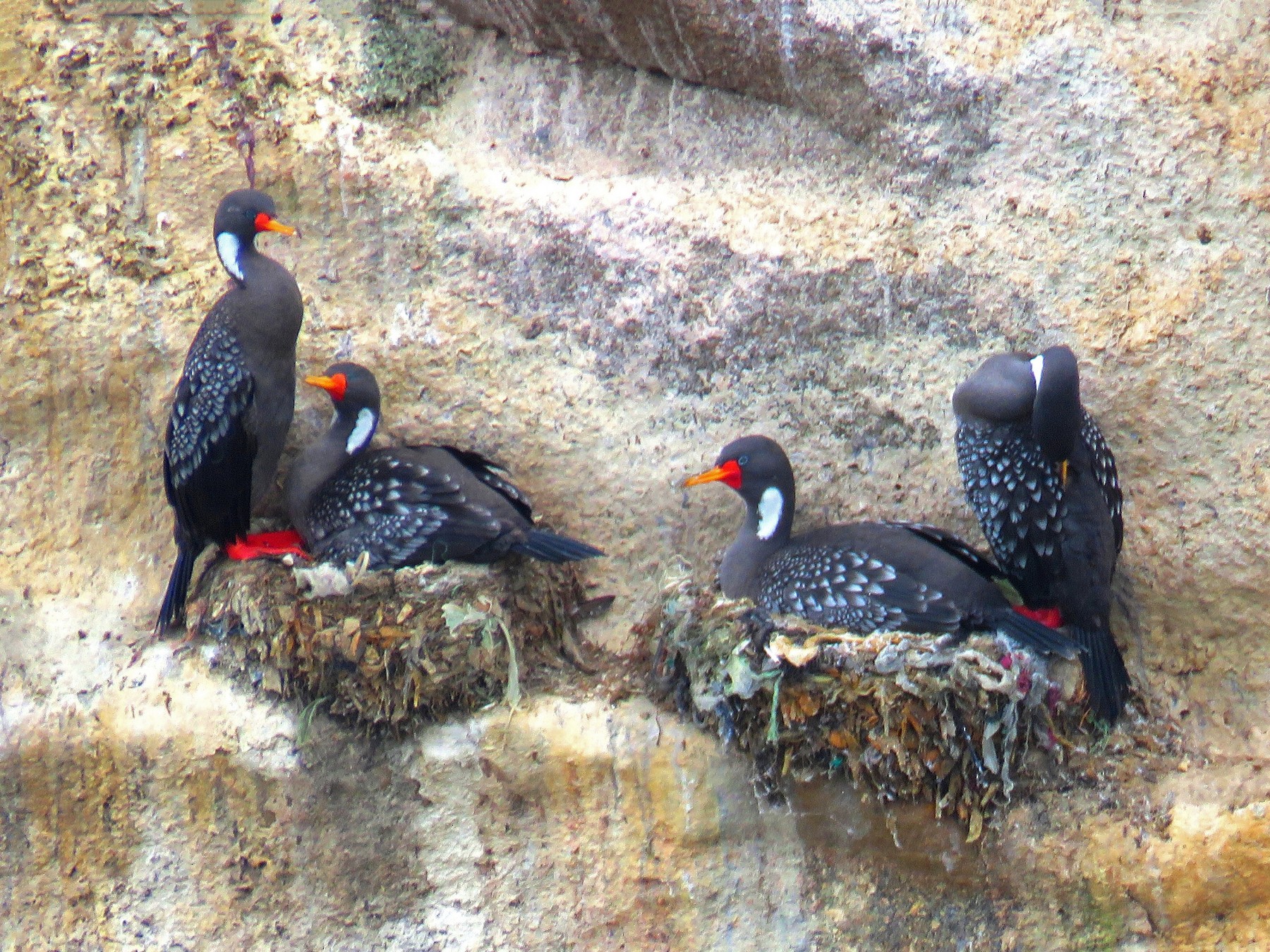 Red Legged Exotic Ducks