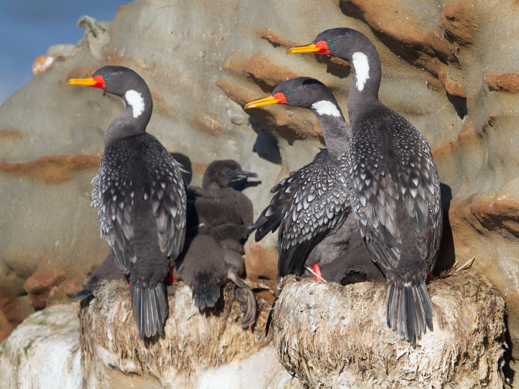 Red-legged Cormorant - eBird