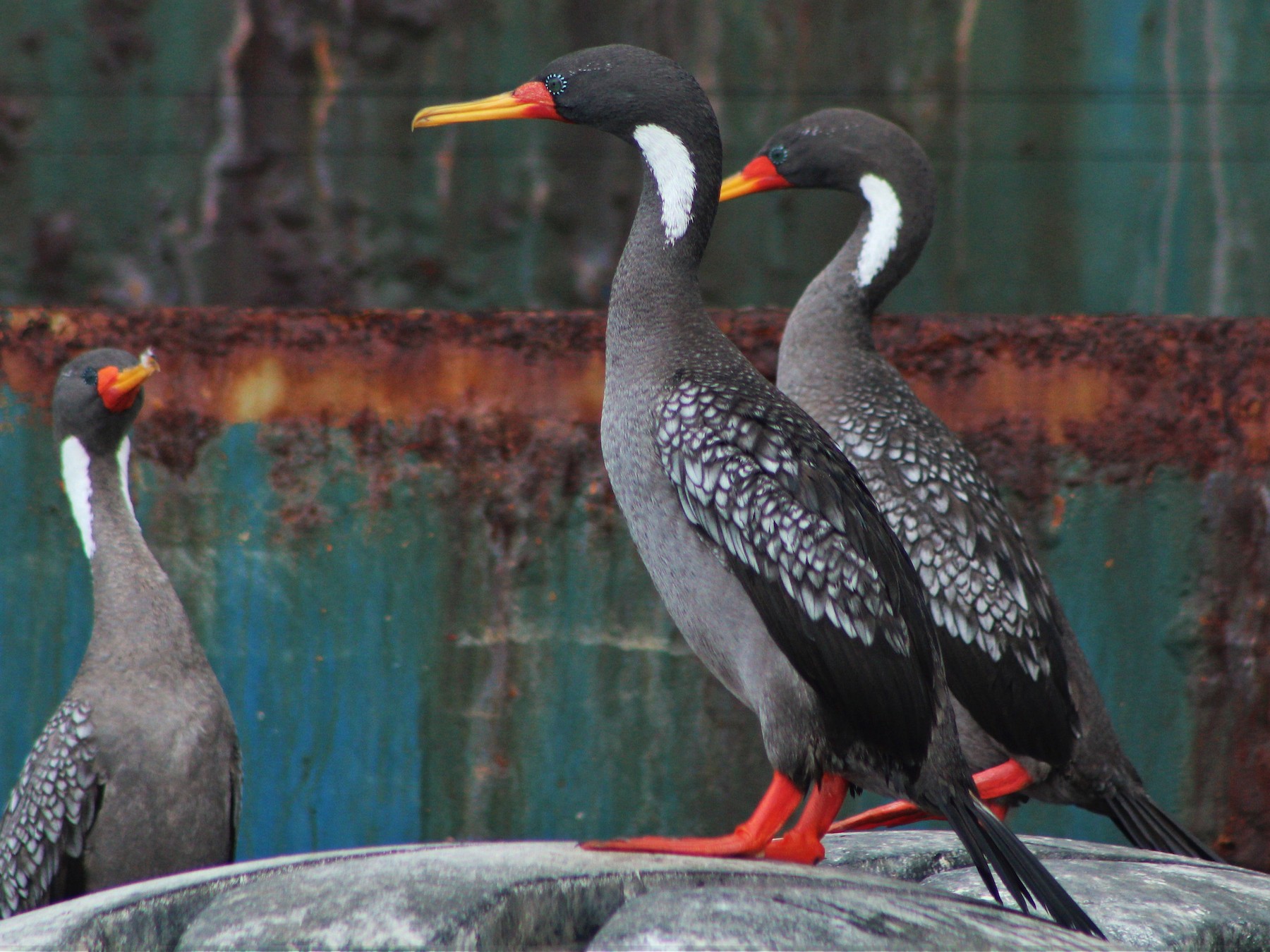 Red-legged Cormorant - eBird