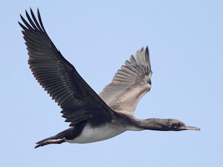 Guanay Cormorant - eBird