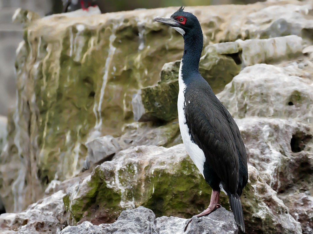 Cormorán Guanay - eBird