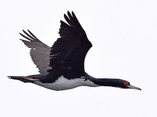 Guanay Cormorant - eBird