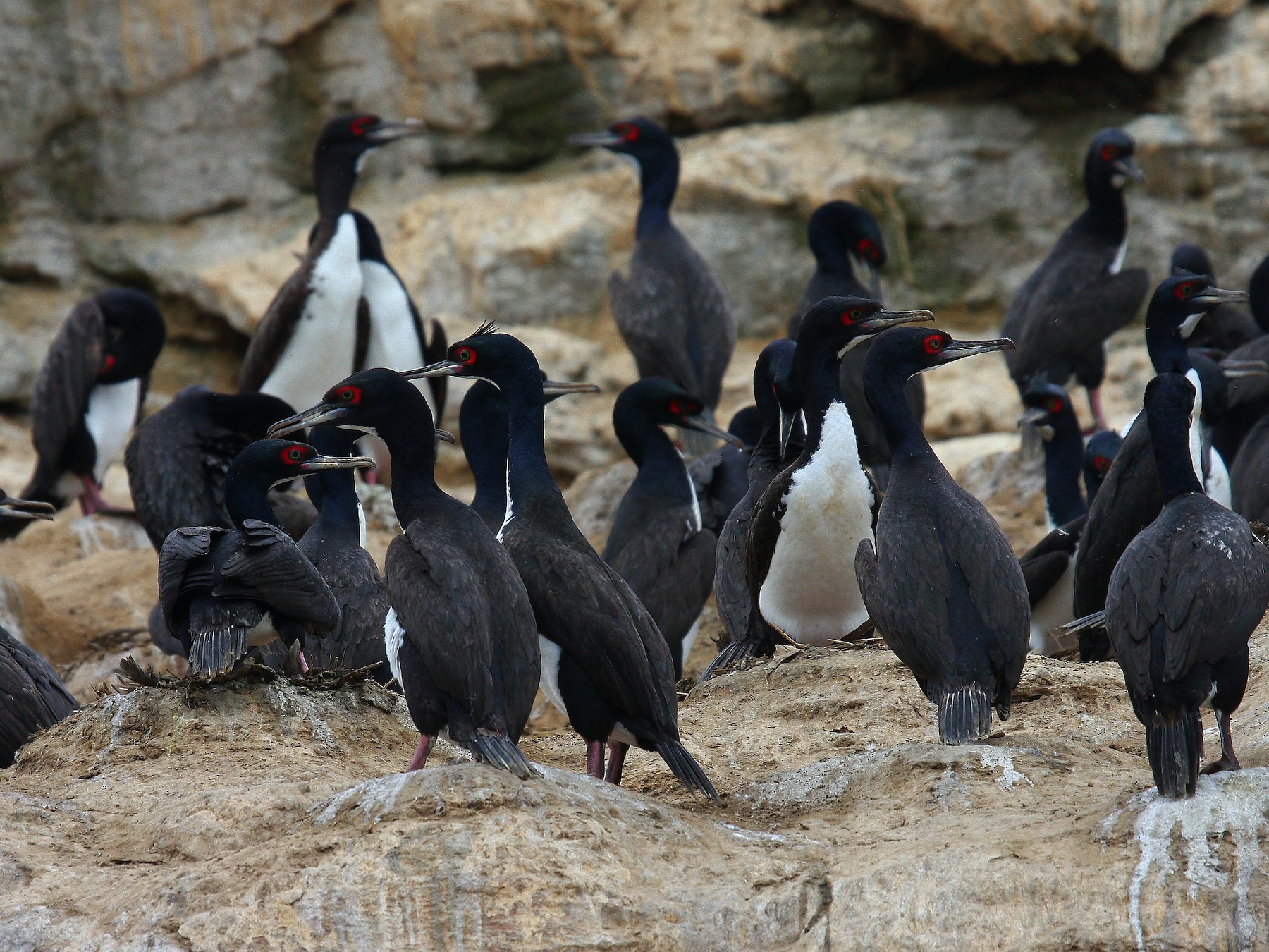 Guanay Cormorant - eBird