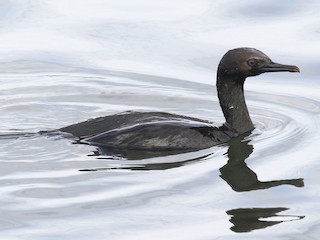 Magellanic Cormorant - eBird