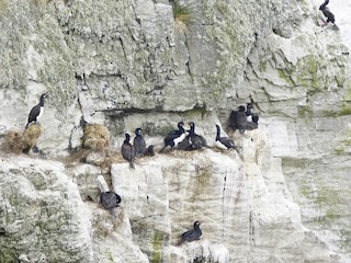 Magellanic Cormorant - eBird