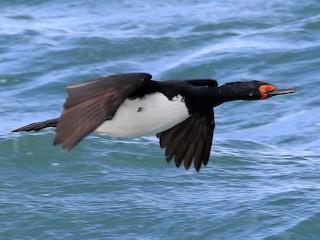 Magellanic Cormorant - eBird
