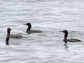 Magellanic Cormorant - eBird