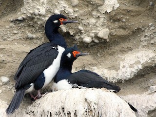 Magellanic Cormorant - eBird