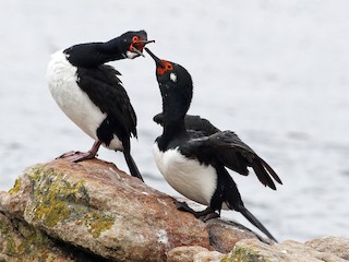 Magellanic Cormorant - eBird