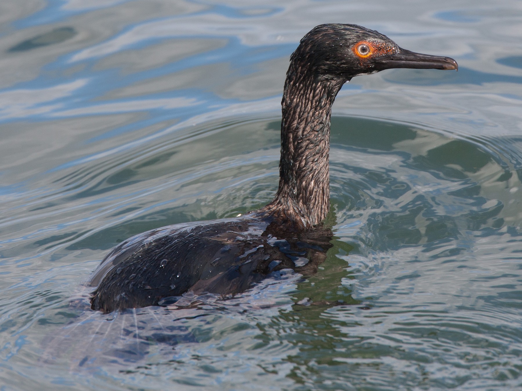 Magellanic Cormorant - eBird