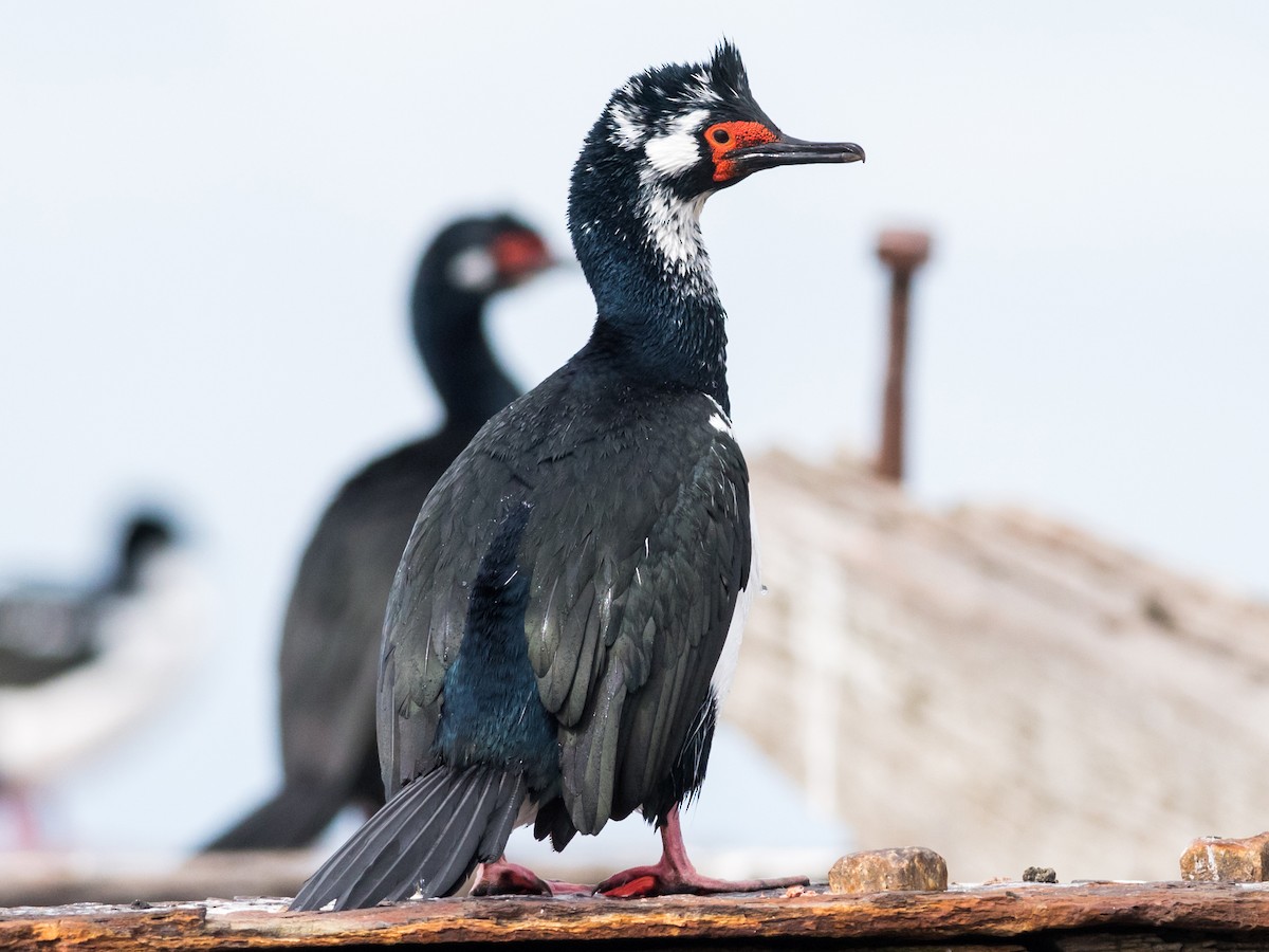 Magellanic Cormorant - Leucocarbo magellanicus - Birds of the World