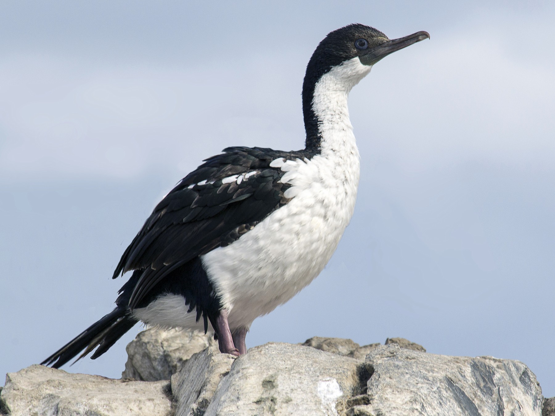 Imperial Cormorant - eBird