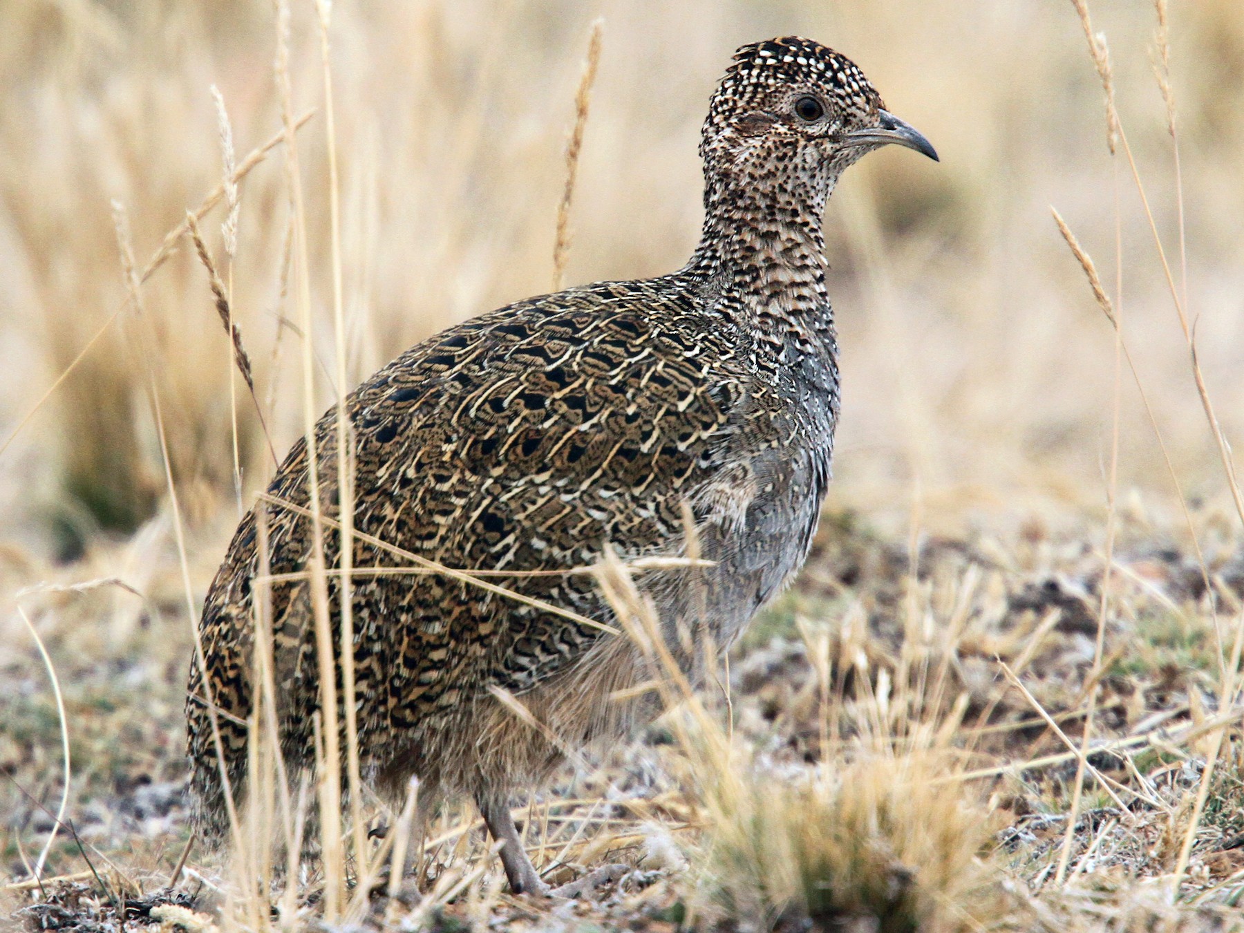Ornate Tinamou - eBird