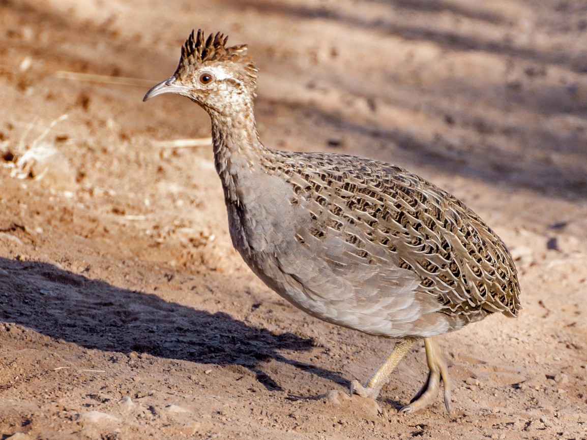 Chilean Tinamou - eBird