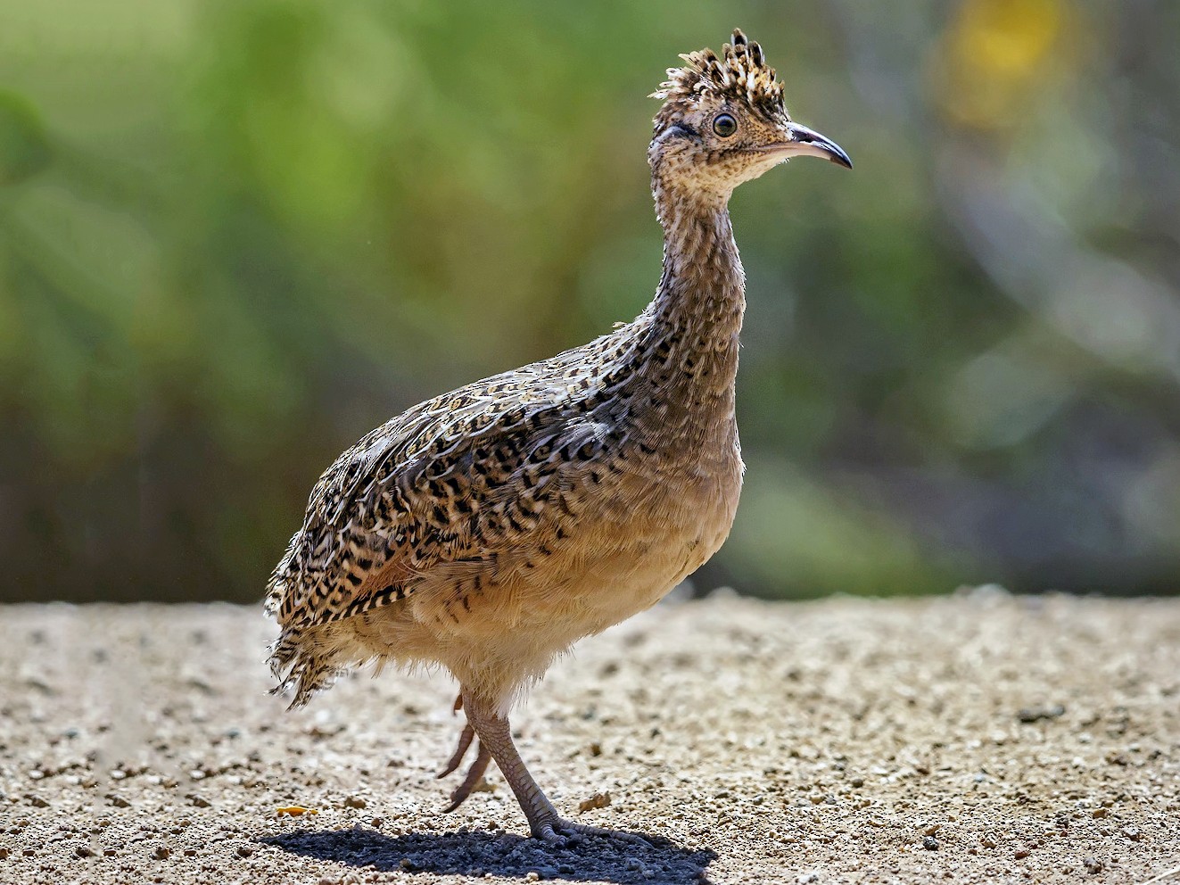 Chilean Tinamou - eBird