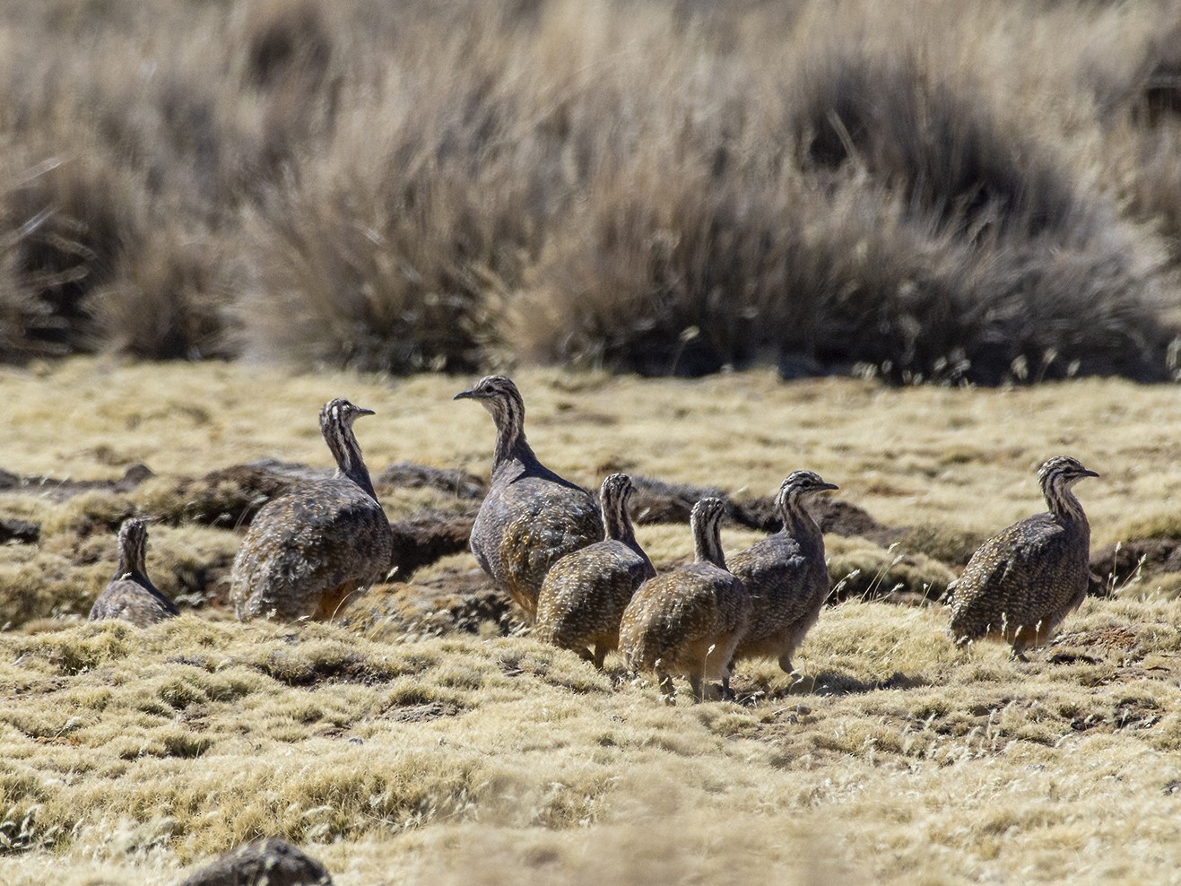 Perdiz de la puna - eBird