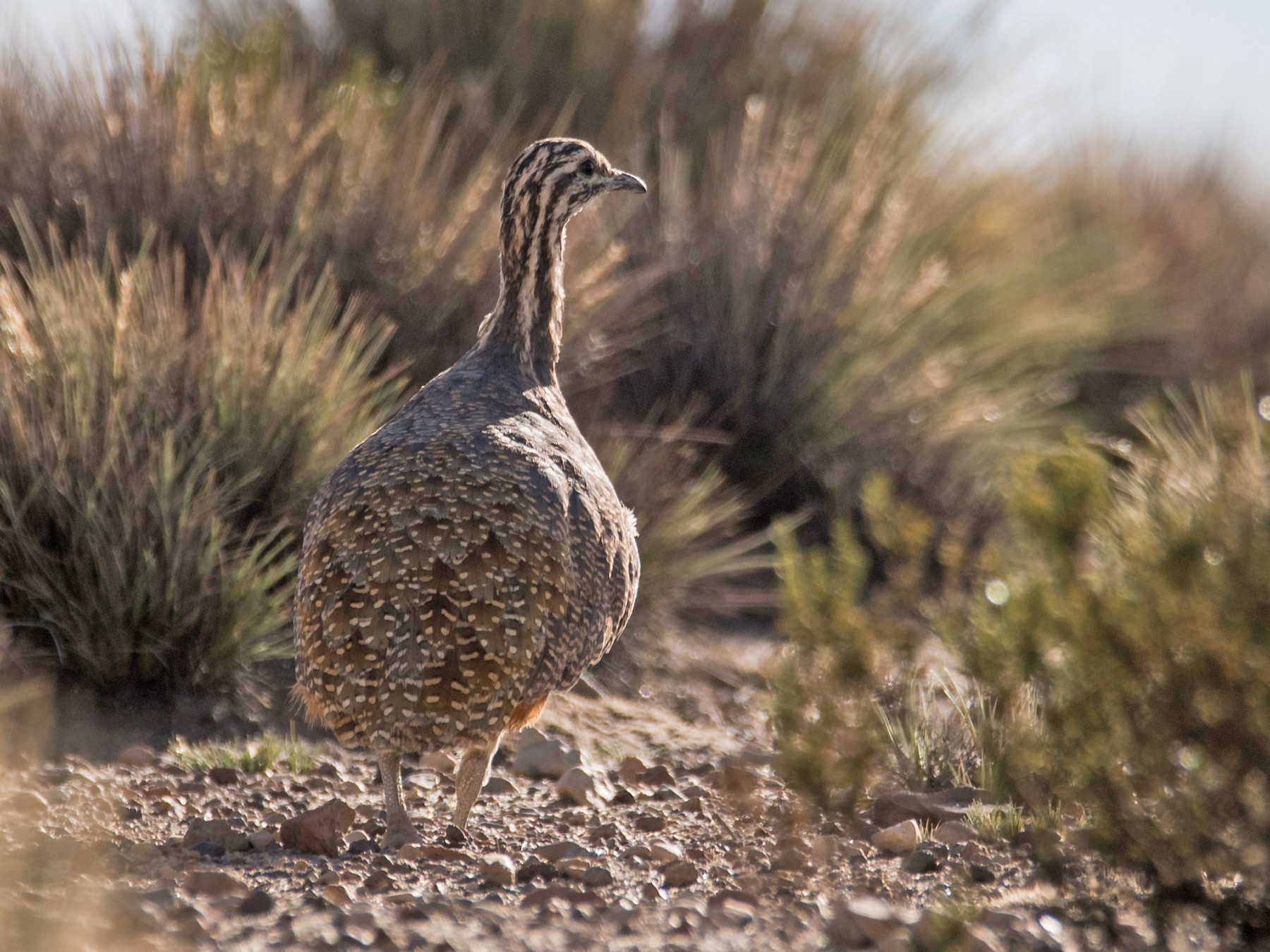 Puna Tinamou - eBird